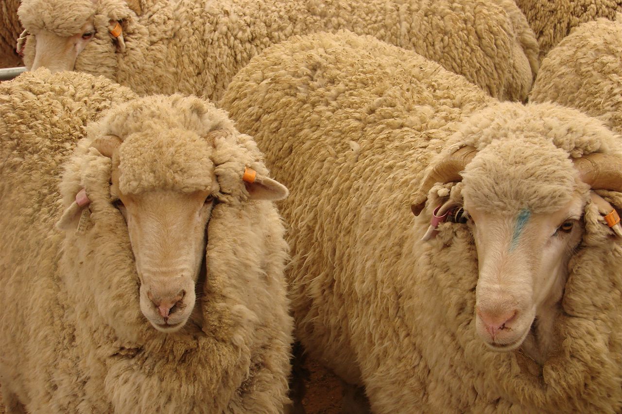 OJD stoush brewing - ABC News