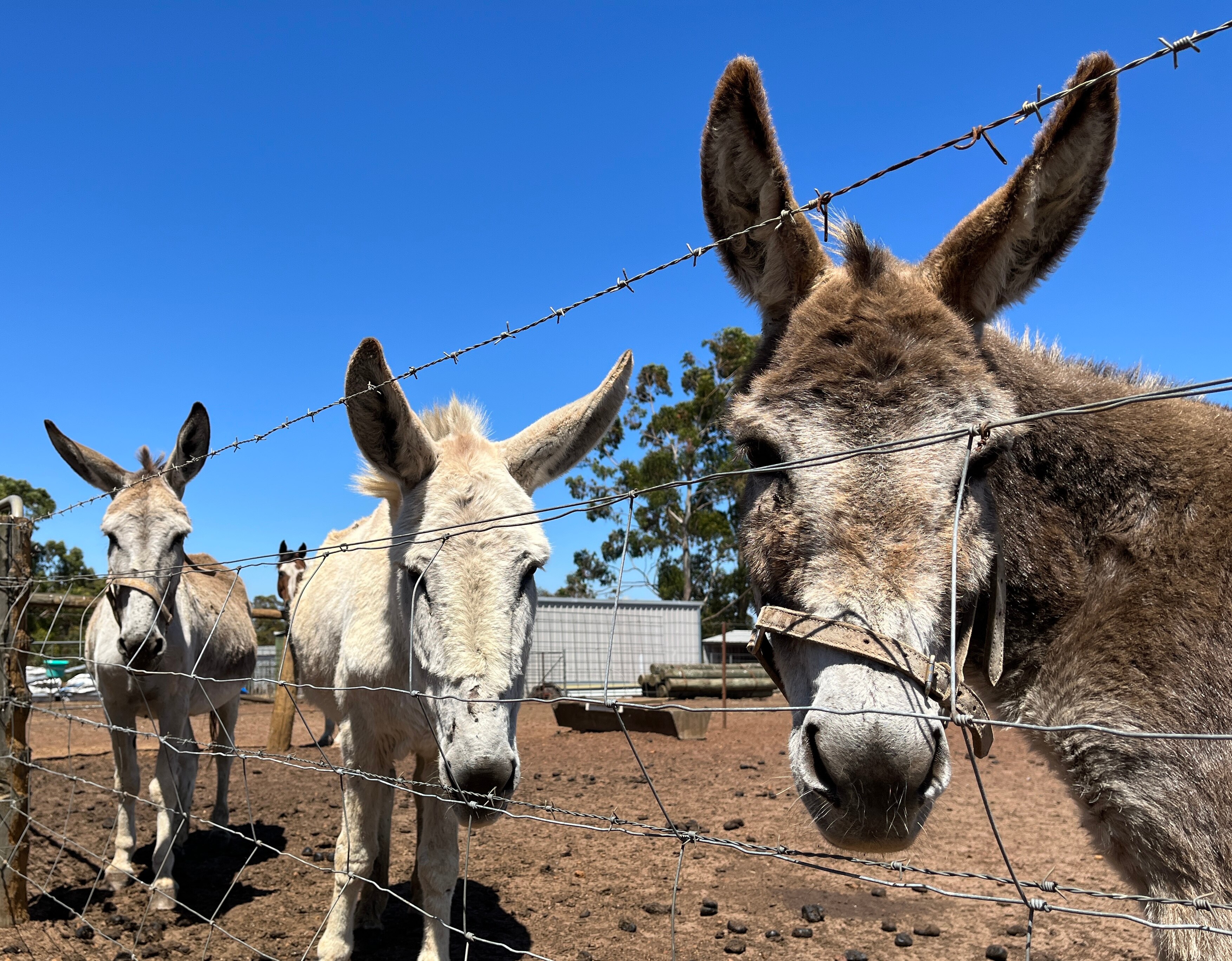 Guard donkeys cut down on sheep losses for Hill End farmers - ABC listen