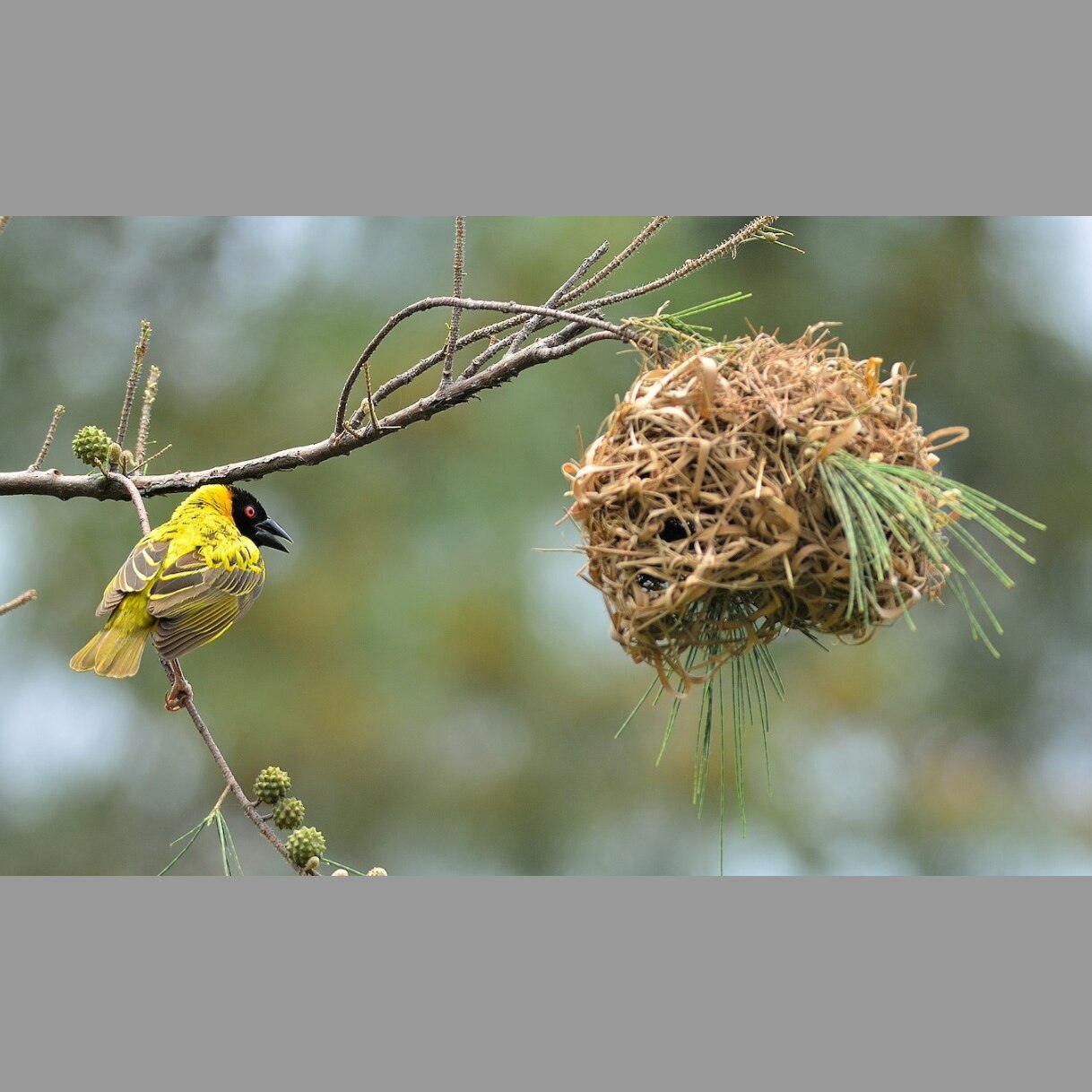 The Science Show with Robyn Williams - ABC listen