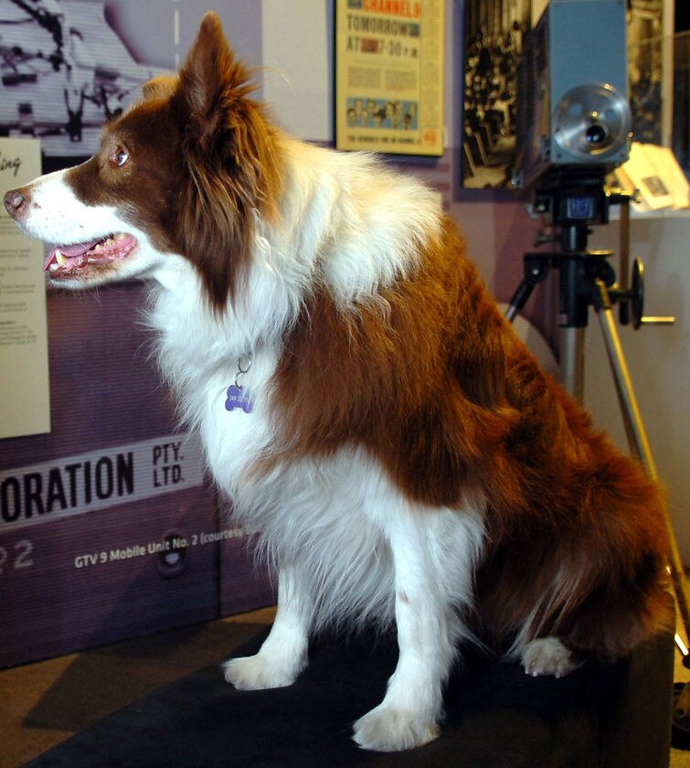 Toby The Wonder Dog dead at 14 - ABC News