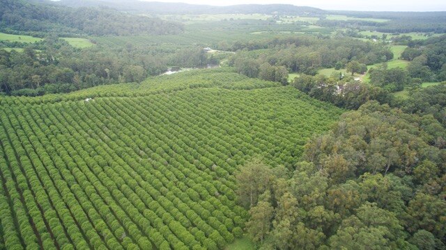 Record macadamia crop for 2016, thanks to good weather and long harvest ...
