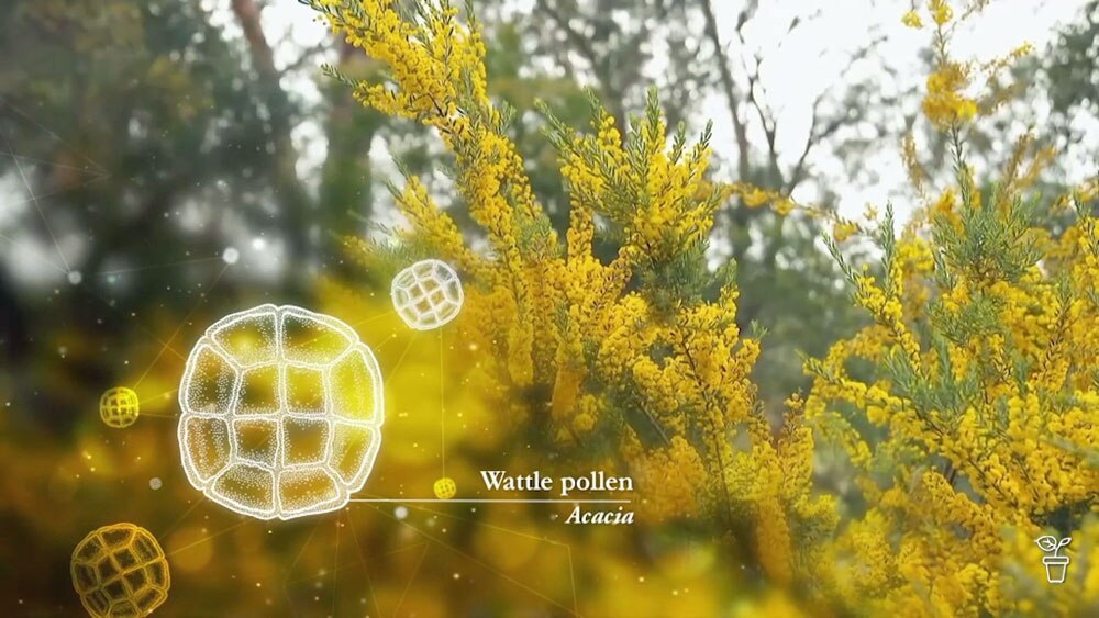 My Garden Path | Professor Michael-Shawn Fletcher - Gardening Australia