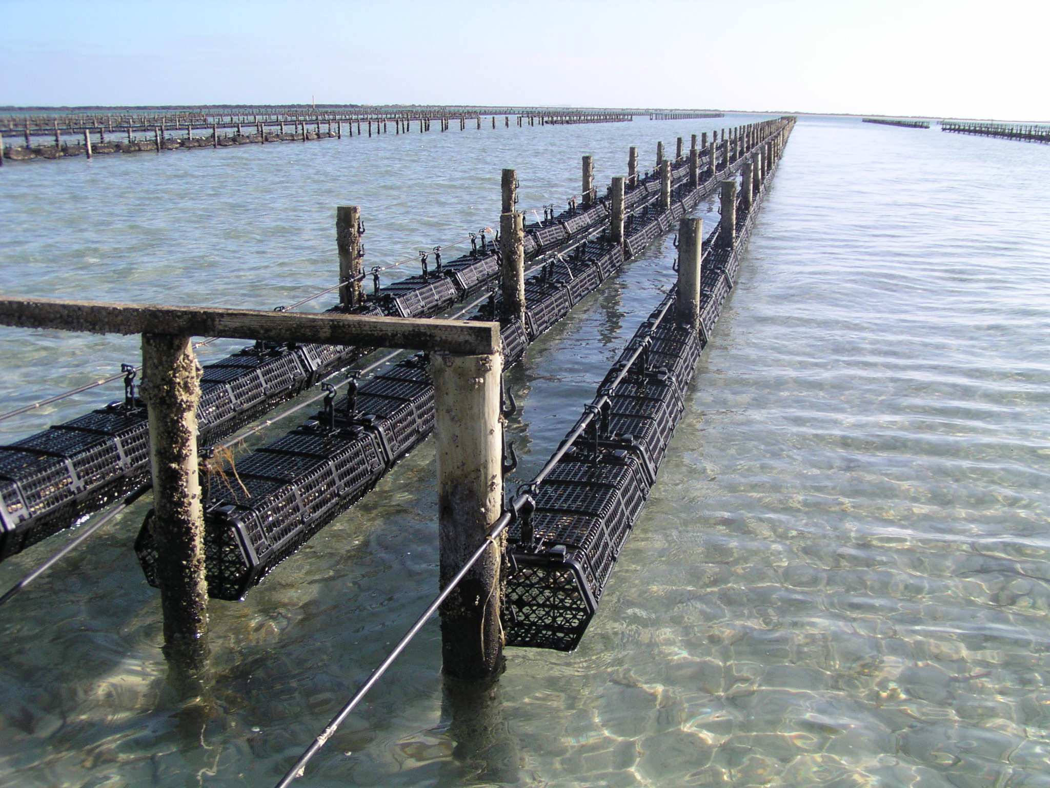 How frustration with oyster baskets led to an innovation award for a SA ...