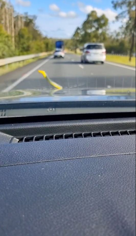 Snake slithers out of car bonnet during family road trip on Pacific ...