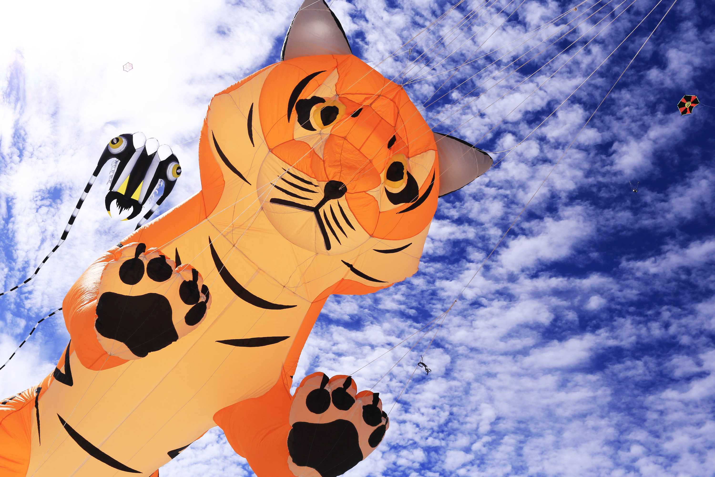 Adelaide International Kite Festival: 'Pure joy' as passionate fliers ...