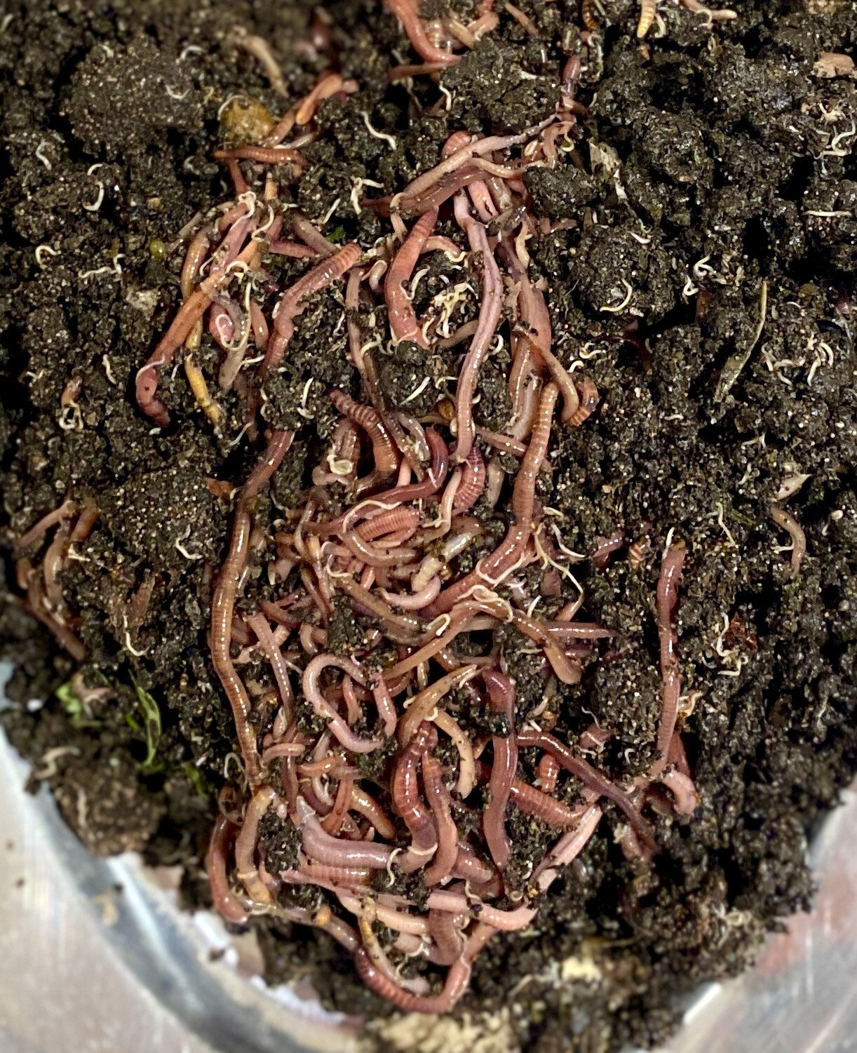 How to have a healthy worm farm - ABC listen