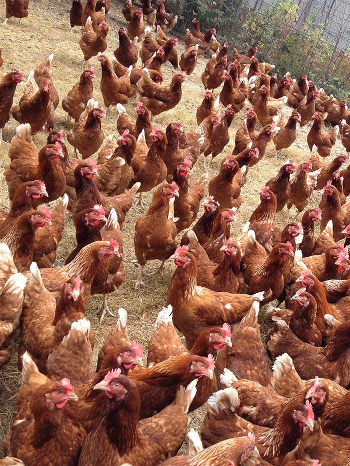 Debate over definition of free range eggs continues to rage - ABC News