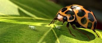 How to manage garden predators - ABC Adelaide