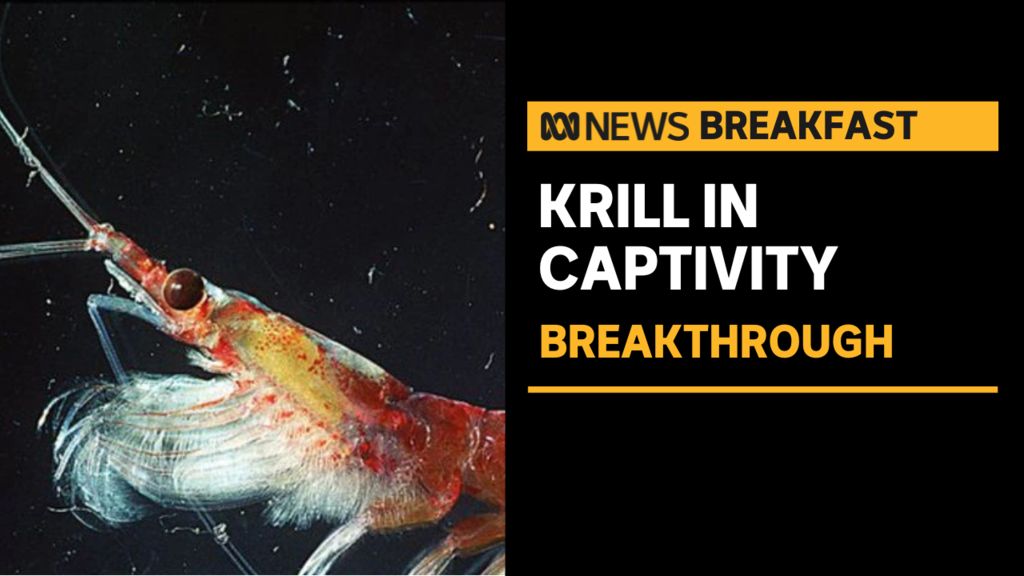 Breakthrough for krill research - ABC News