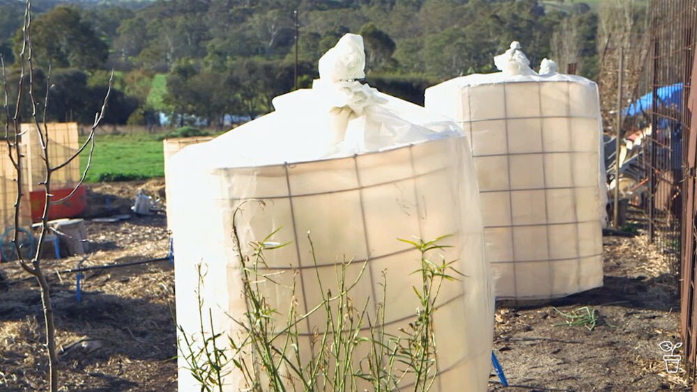 Citrus Tree Frost Protection