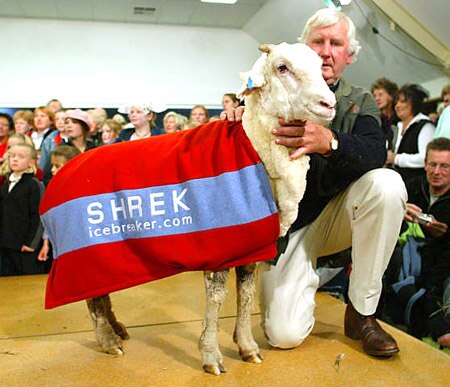 NZ's hermit sheep gets a haircut - ABC News