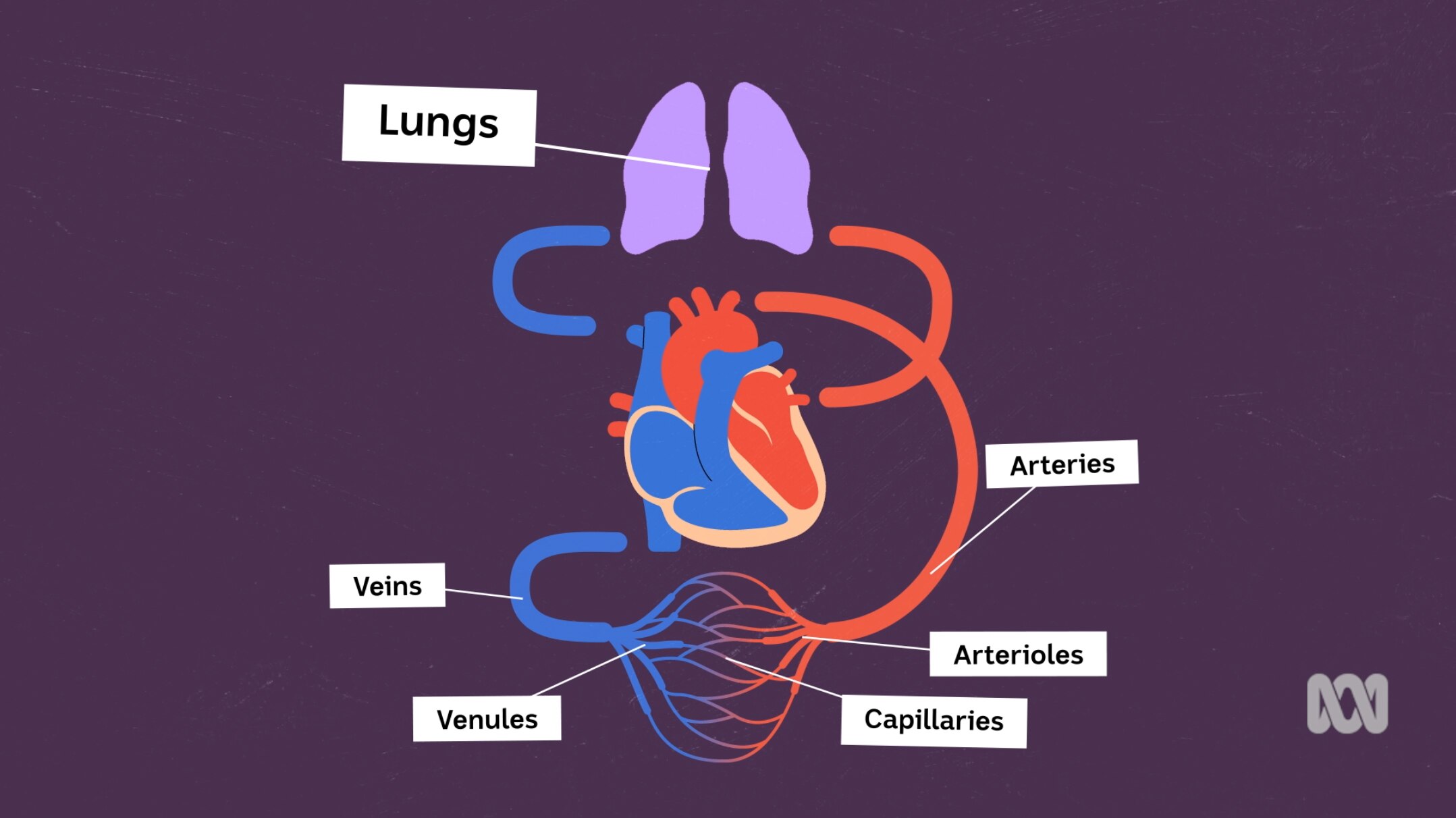 Why is blood red? - ABC Education