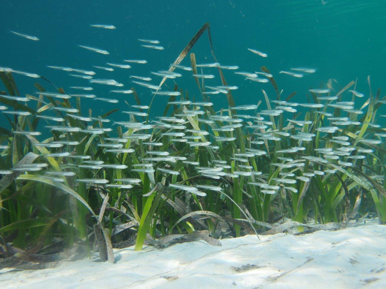 Shark Bay seagrass loss during ocean heatwave released up to 9m tonnes ...