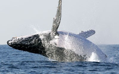 United States Minor Outlying Islands - Location - ABC News