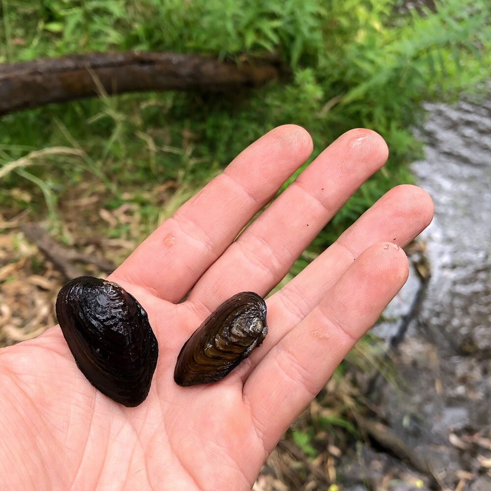 Funding to protect critically endangered Glenelg River mussels - ABC News