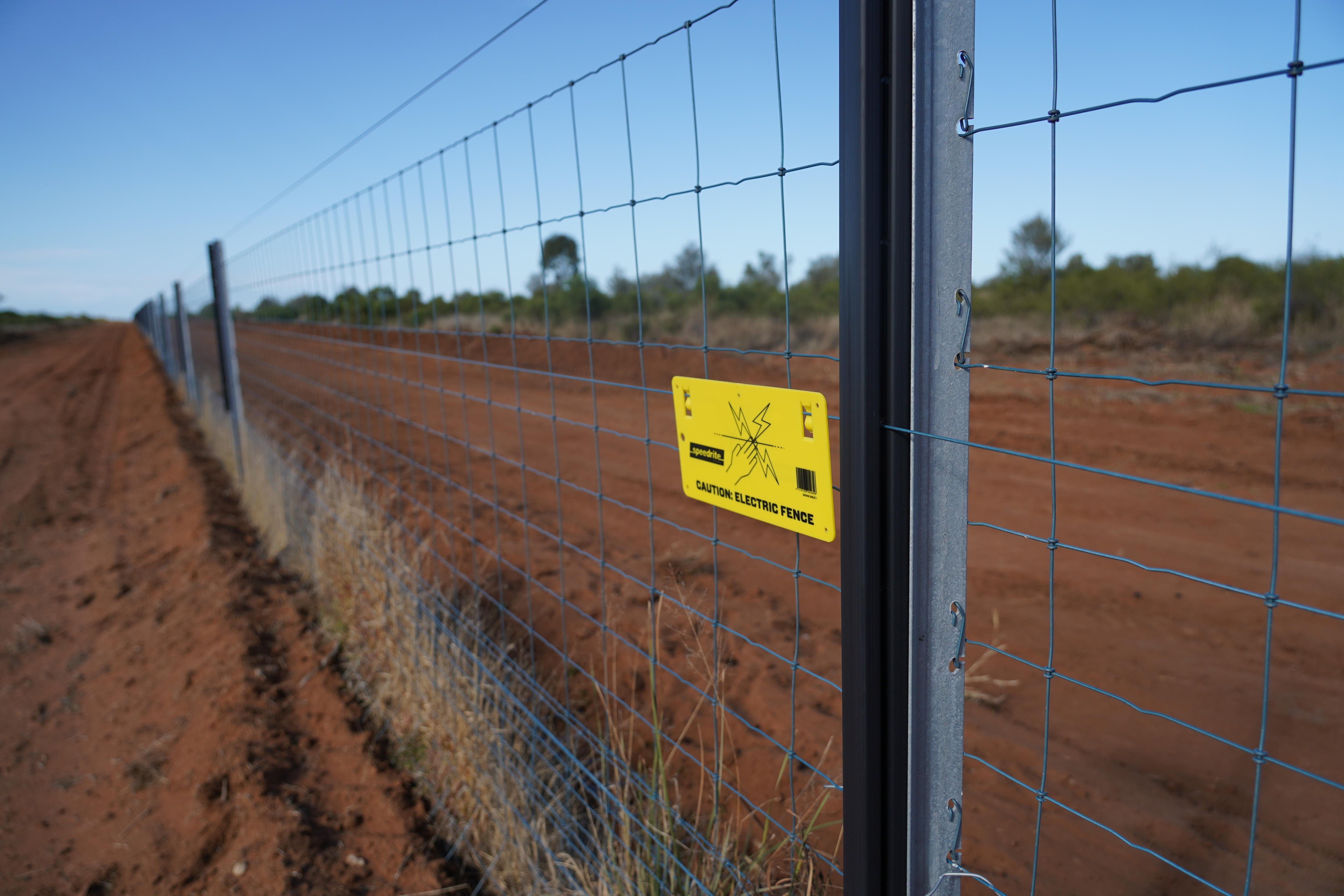 Critically endangered northern hairy-nosed wombat's key to survival ...