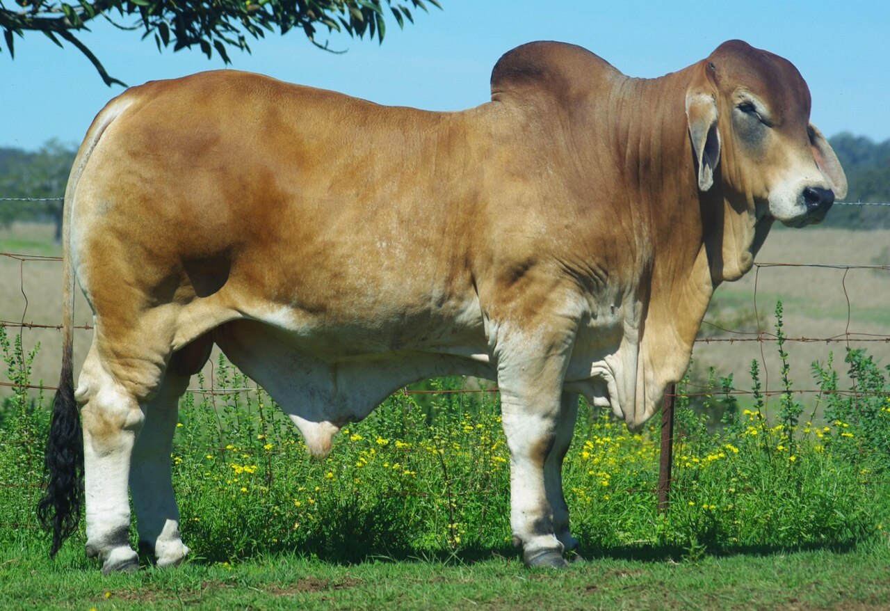 Red hot Brahman sale exceeds 'wildest dreams' with top bull El Toro ...
