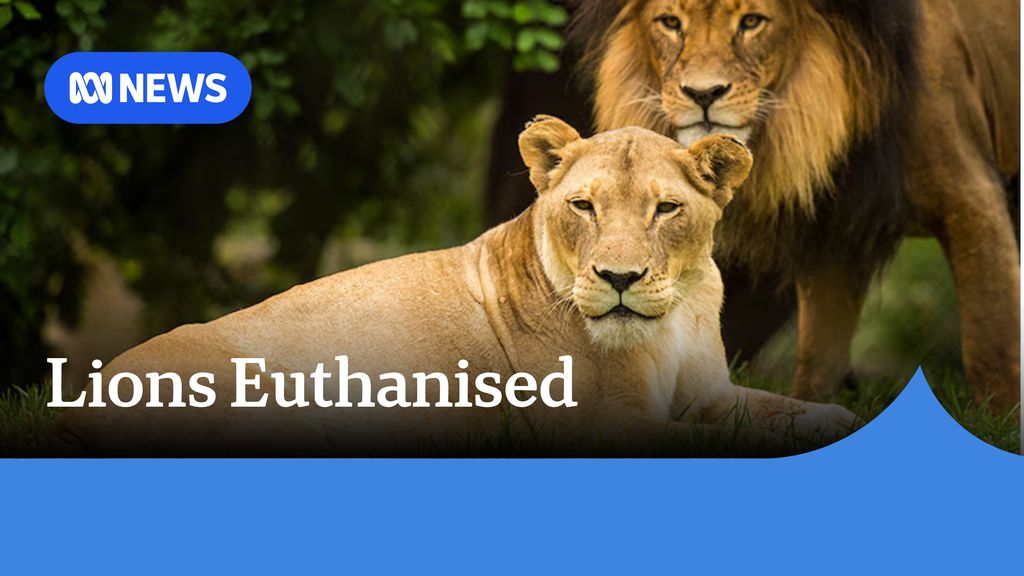 Adelaide Zoo euthanase two African Lions - ABC News