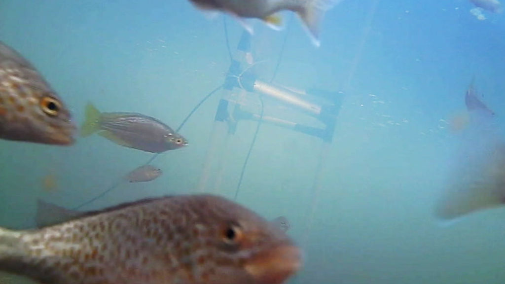 Researchers are gathering fish sounds to monitor the health of ...