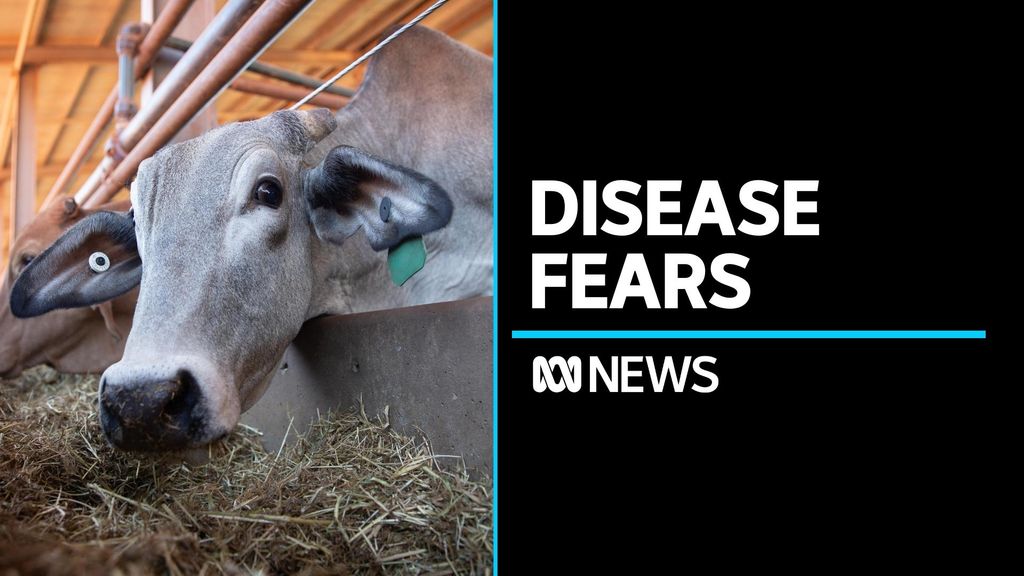 Farmers worried 'lumpy skin disease' not getting enough attention - ABC ...