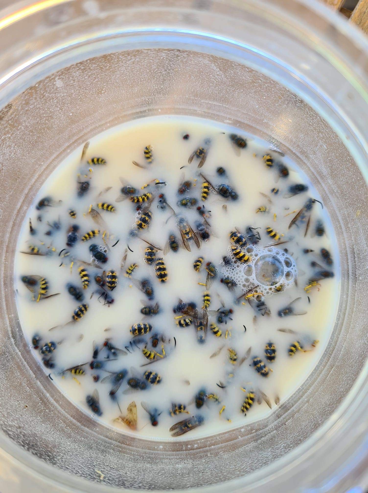 Adelaide gardeners catching 200 European wasps a week - ABC Adelaide