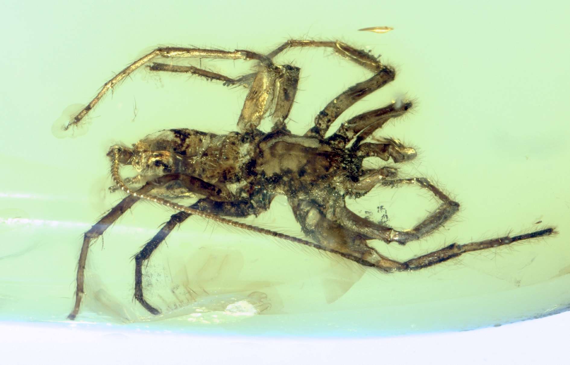Ancient arachnid trapped in amber a missing link in spider evolution ...