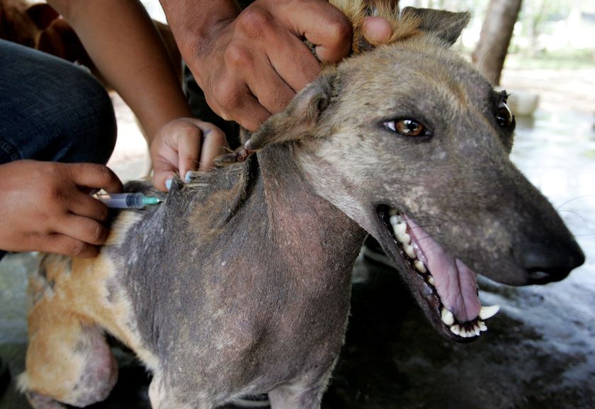Bali to continue anti-rabies dog cull as gory video emerges - ABC News