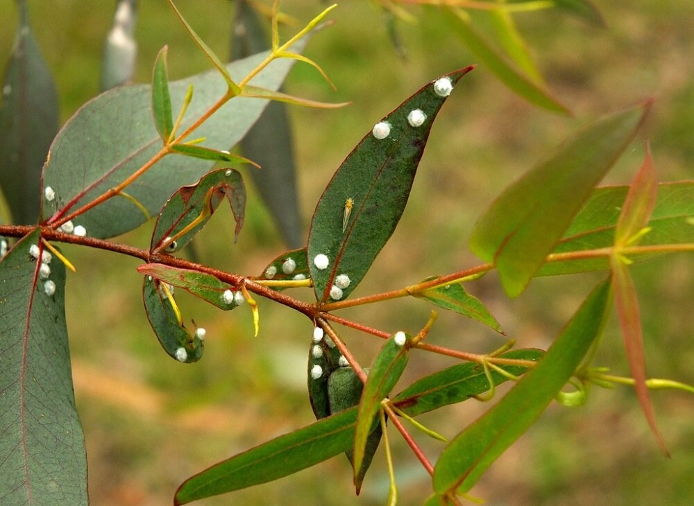 Bell miners farming sap-loving insects for food, with disastrous ...