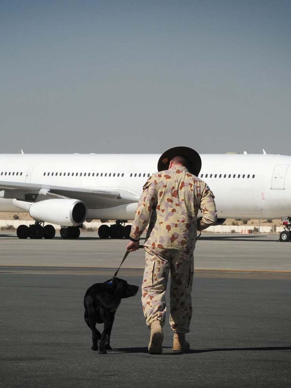 Sarbi home again after Afghan adventure - ABC News