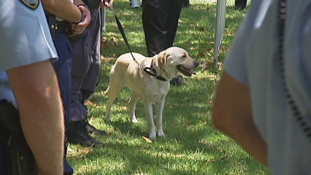 Two men charged with drug supply at Port Stephens music festival - ABC News
