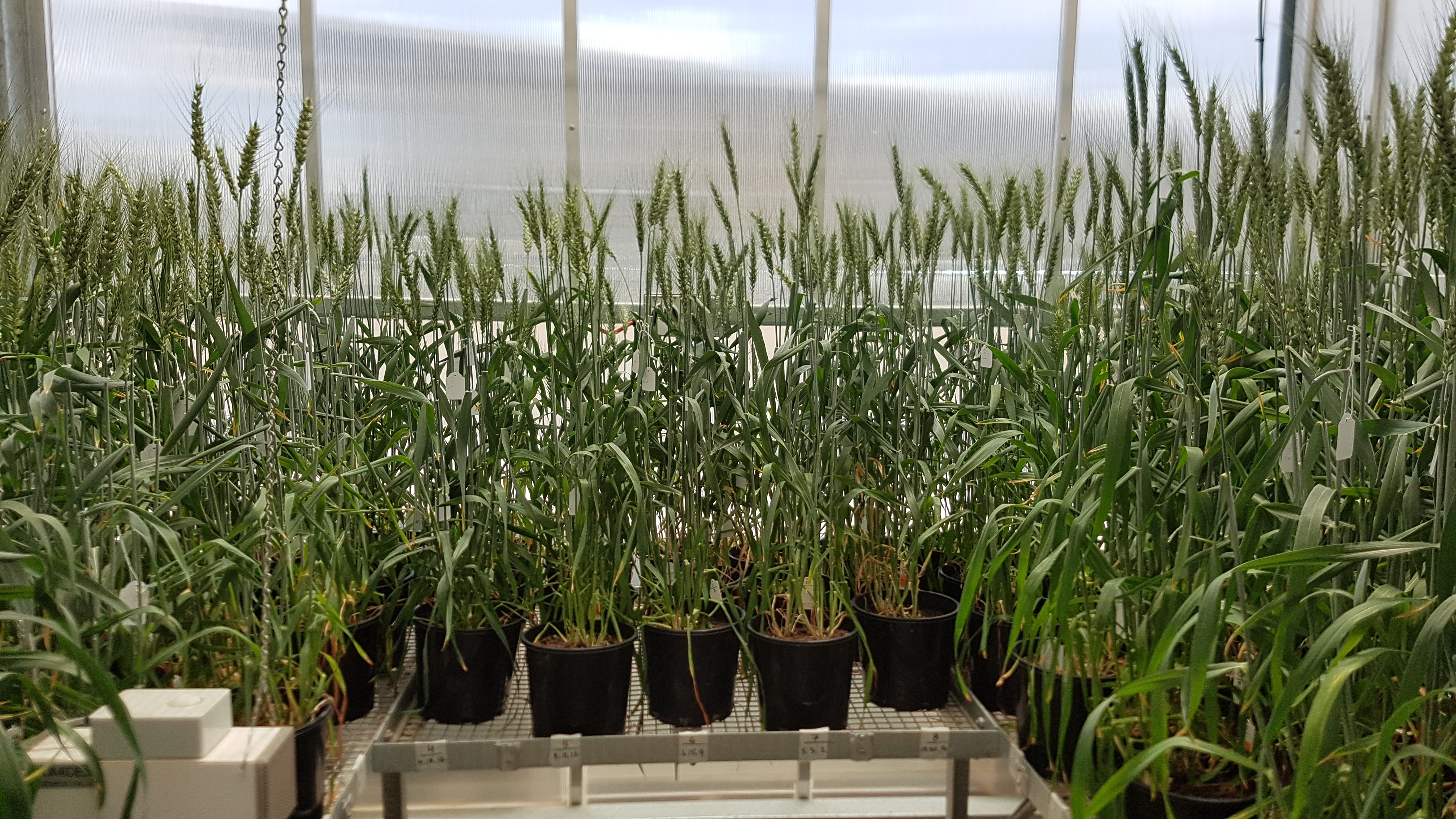 Researchers find new wheat varieties are needed to withstand global ...