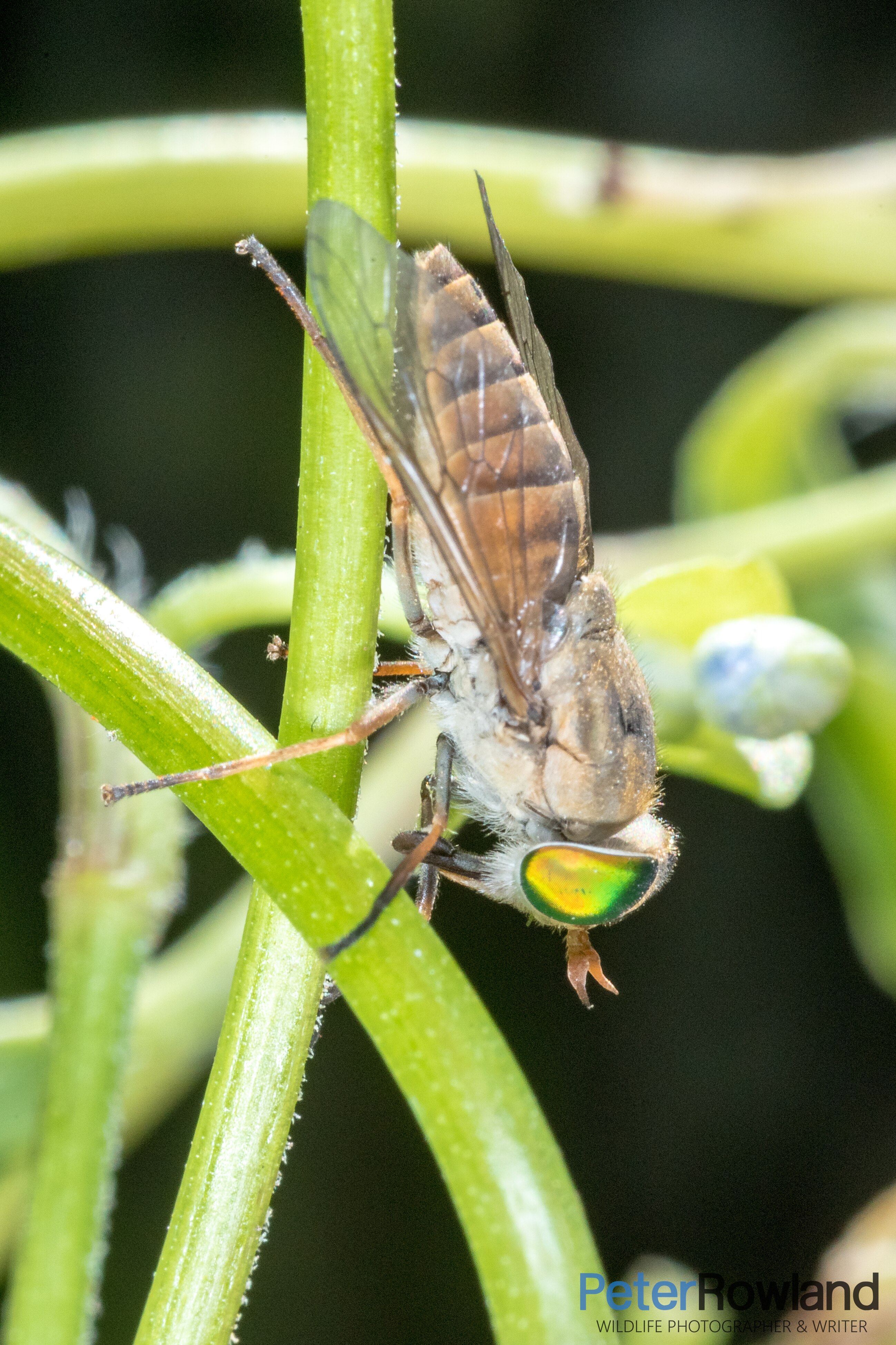 A spotter's guide to Australian flies and their 'great' deeds despite a ...
