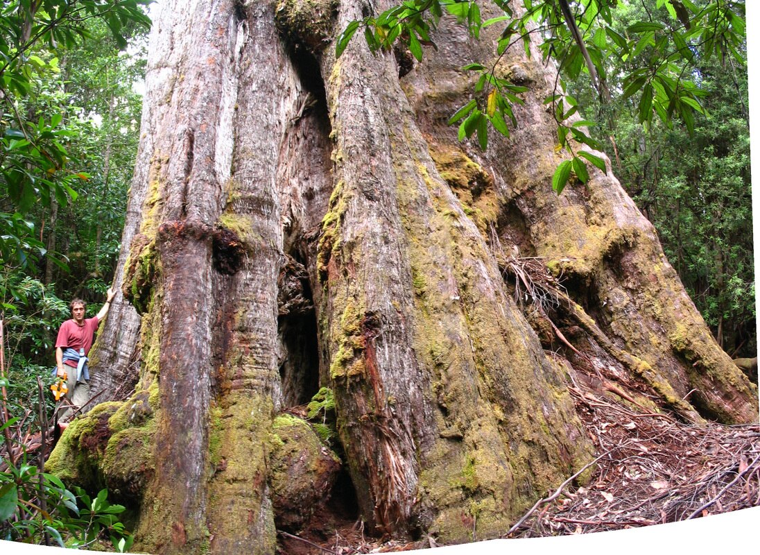 Fifteen of Australia's biggest trees destroyed by Tasmanian bushfires ...