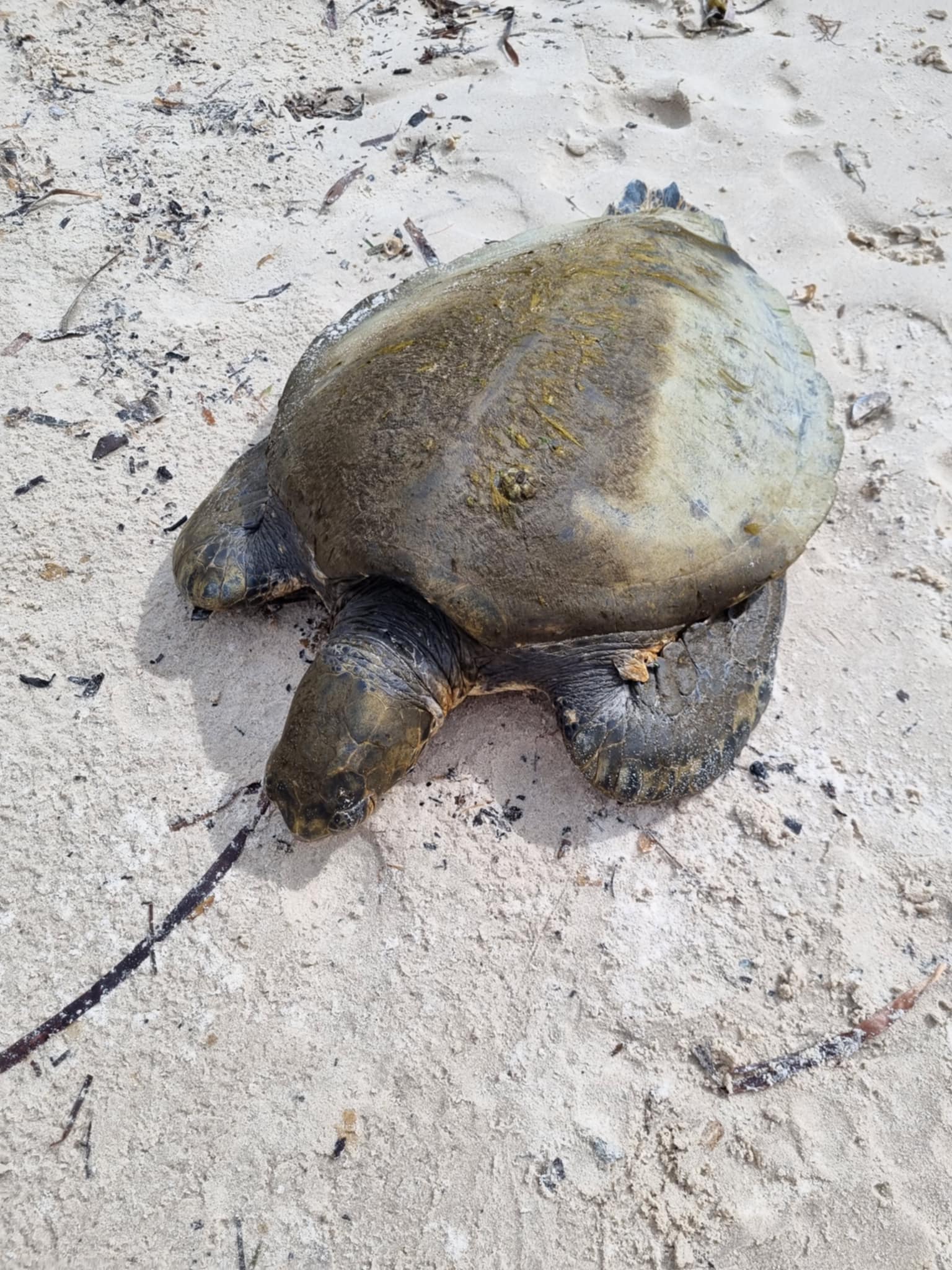 Dead Turtles with bleeding eyes wash up on Port Stephens beaches