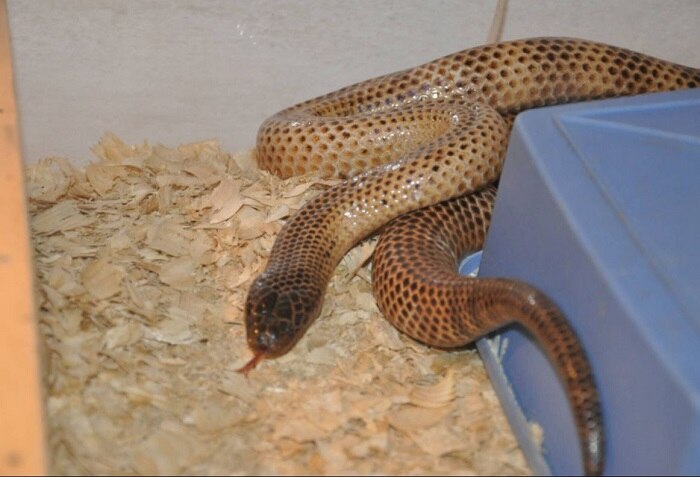 Four new snake species identified in Papua New Guinea - ABC Pacific