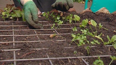 Grid Planting - Gardening Australia