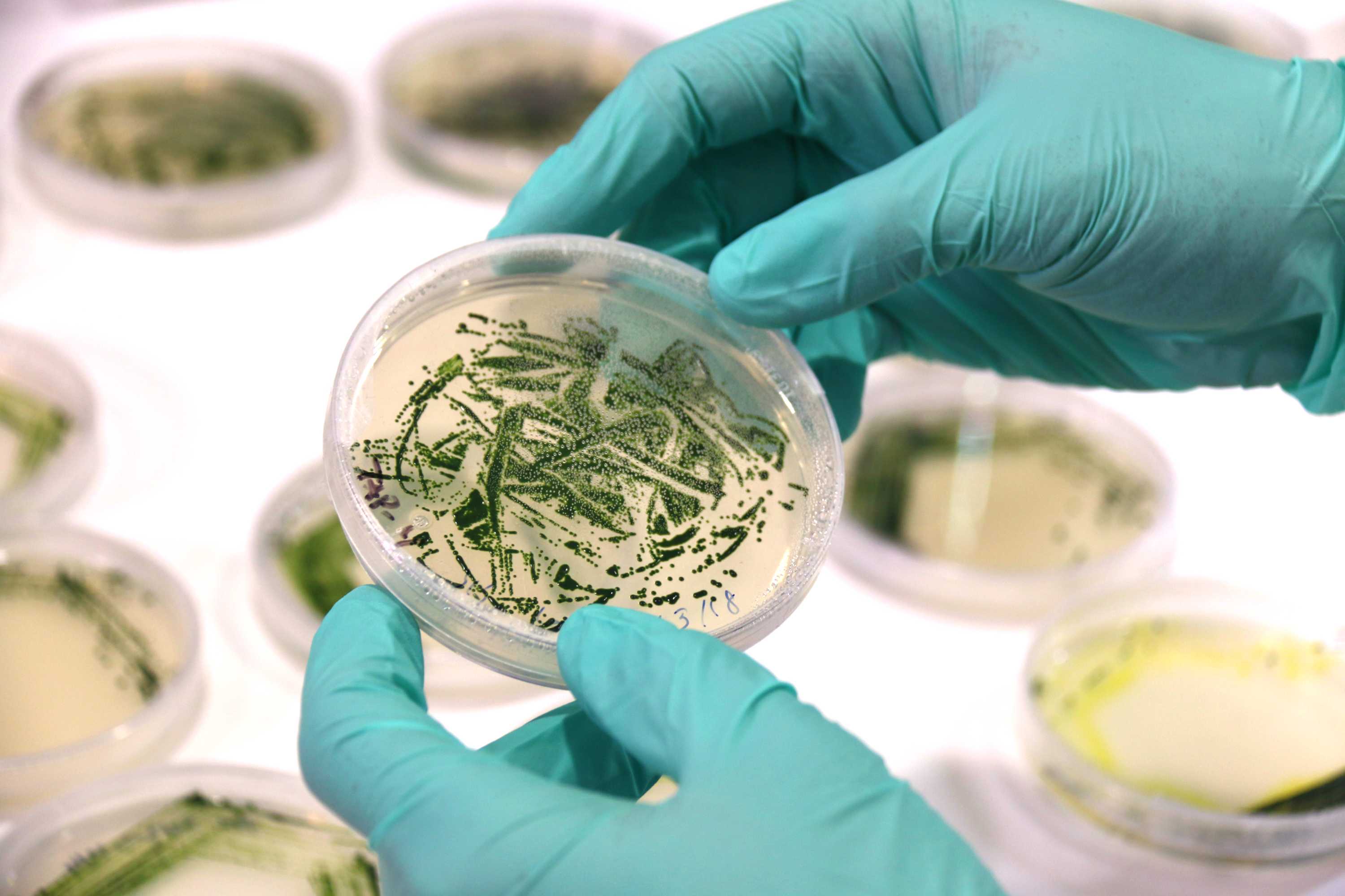 Vivid algae lights the way in Sydney, as festival kicks off a new way ...