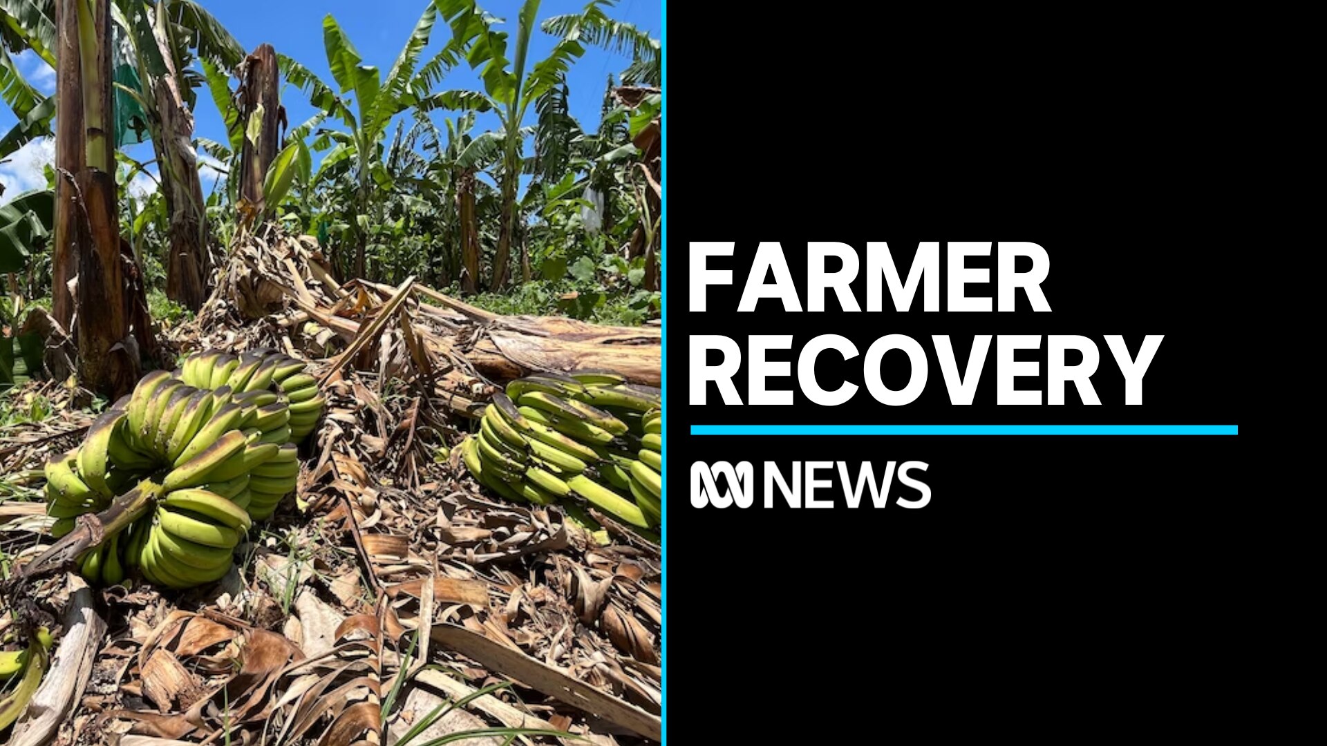 Farmers still dealing with Cyclone Jasper damage - ABC News