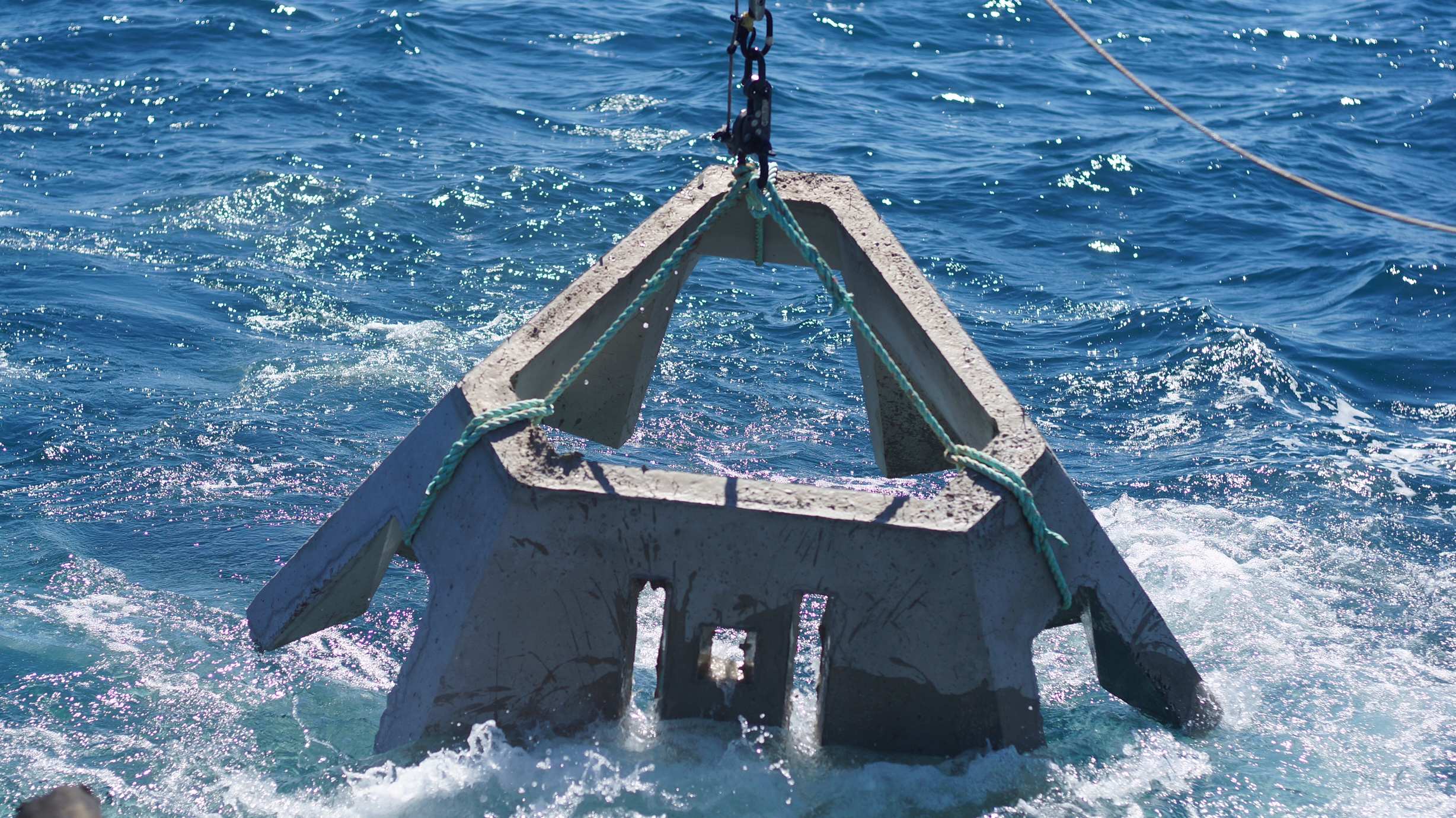 Abalone grown in world-first sea ranch in WA 'as good as wild catch ...
