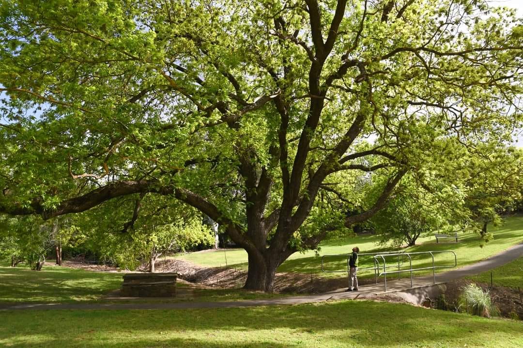 How to find the right sized tree for your home garden - ABC listen