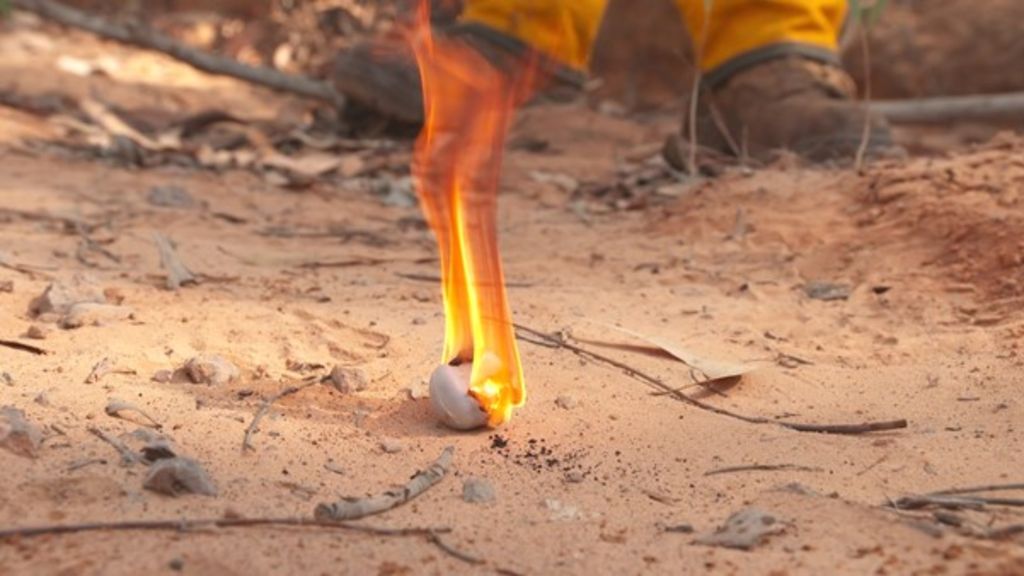 Tiwi Rangers: An ancient solution to a modern problem - ABC News