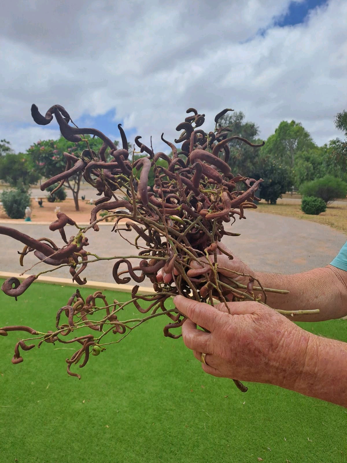 Wattle I do?! How to tackle the bumpy brown bits growing on your acacia ...