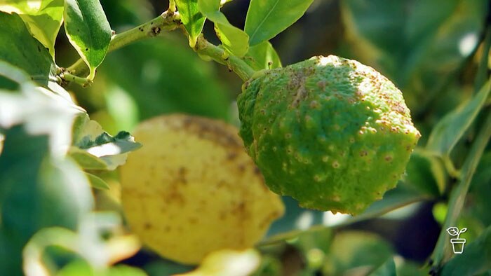 Lemon Scab Disease - Gardening Australia