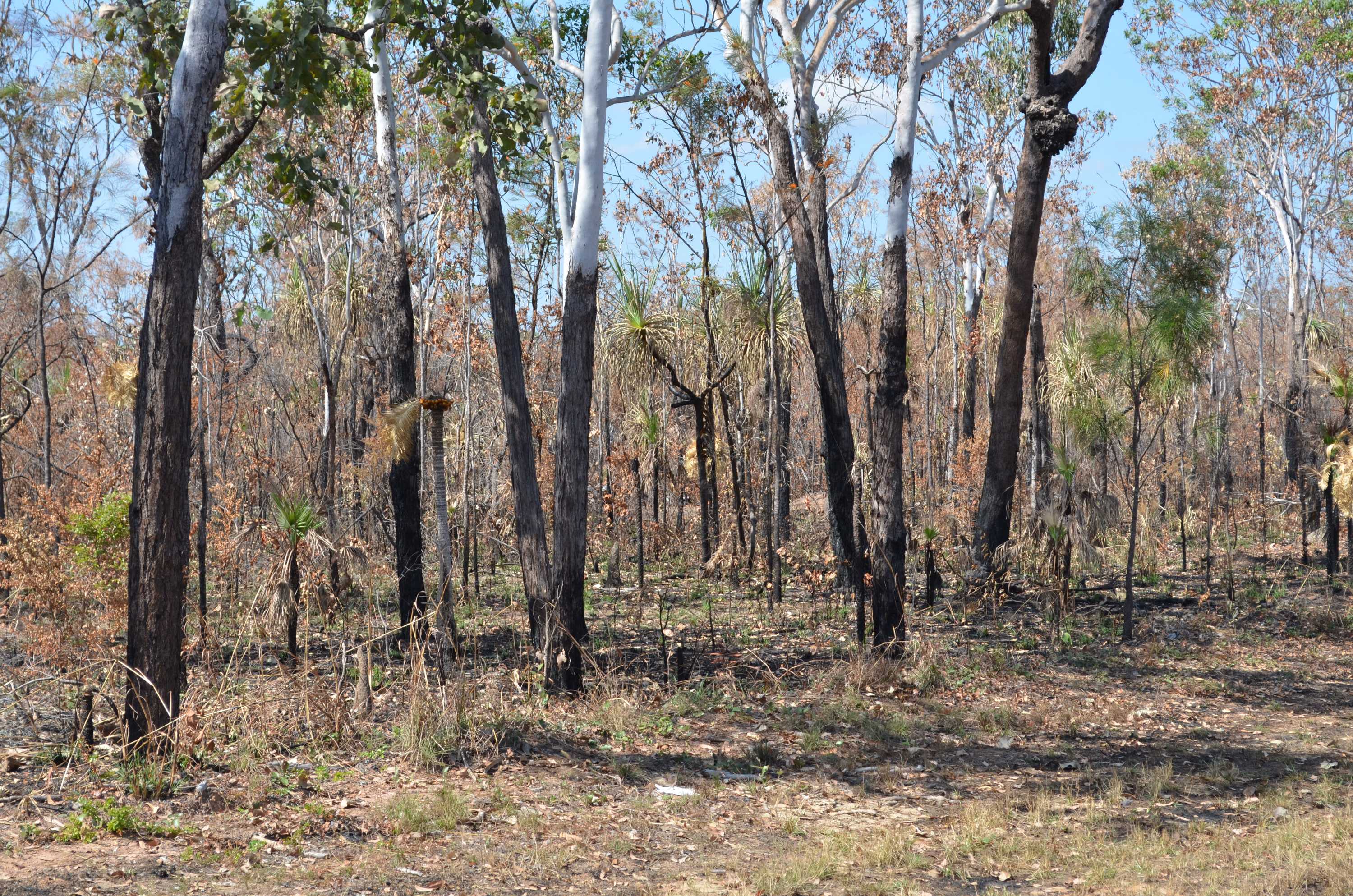 Northern Territory endures huge bushfire season with hundreds of blazes ...