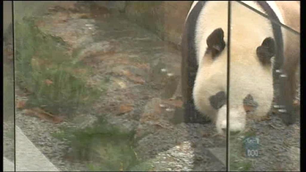 Panda poo set to sell - ABC News