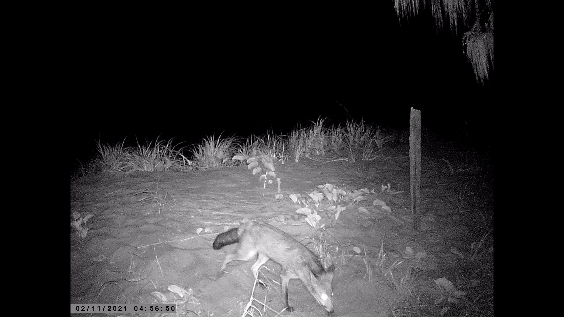 Shooting campaign to stop foxes plundering sea turtle nests on Mackay ...
