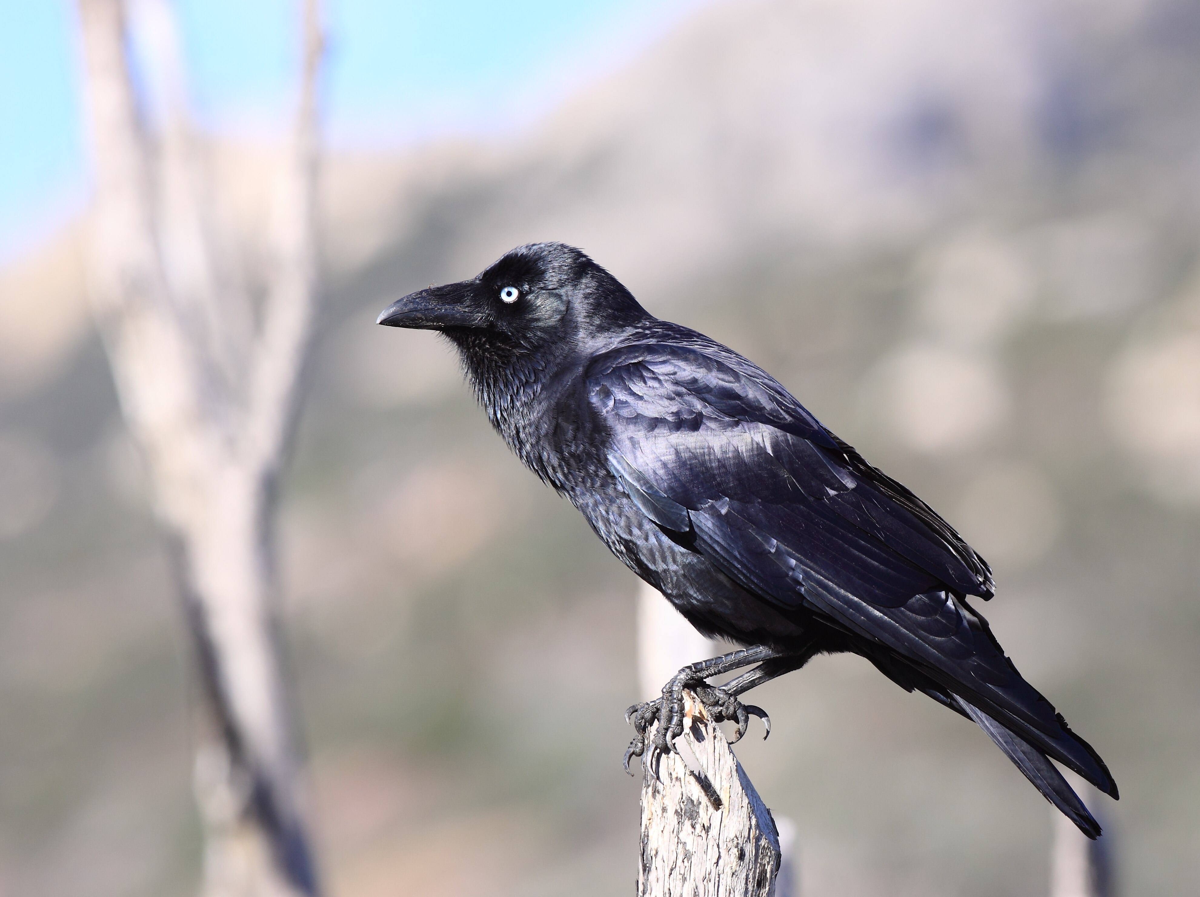 Forest raven - ABC News