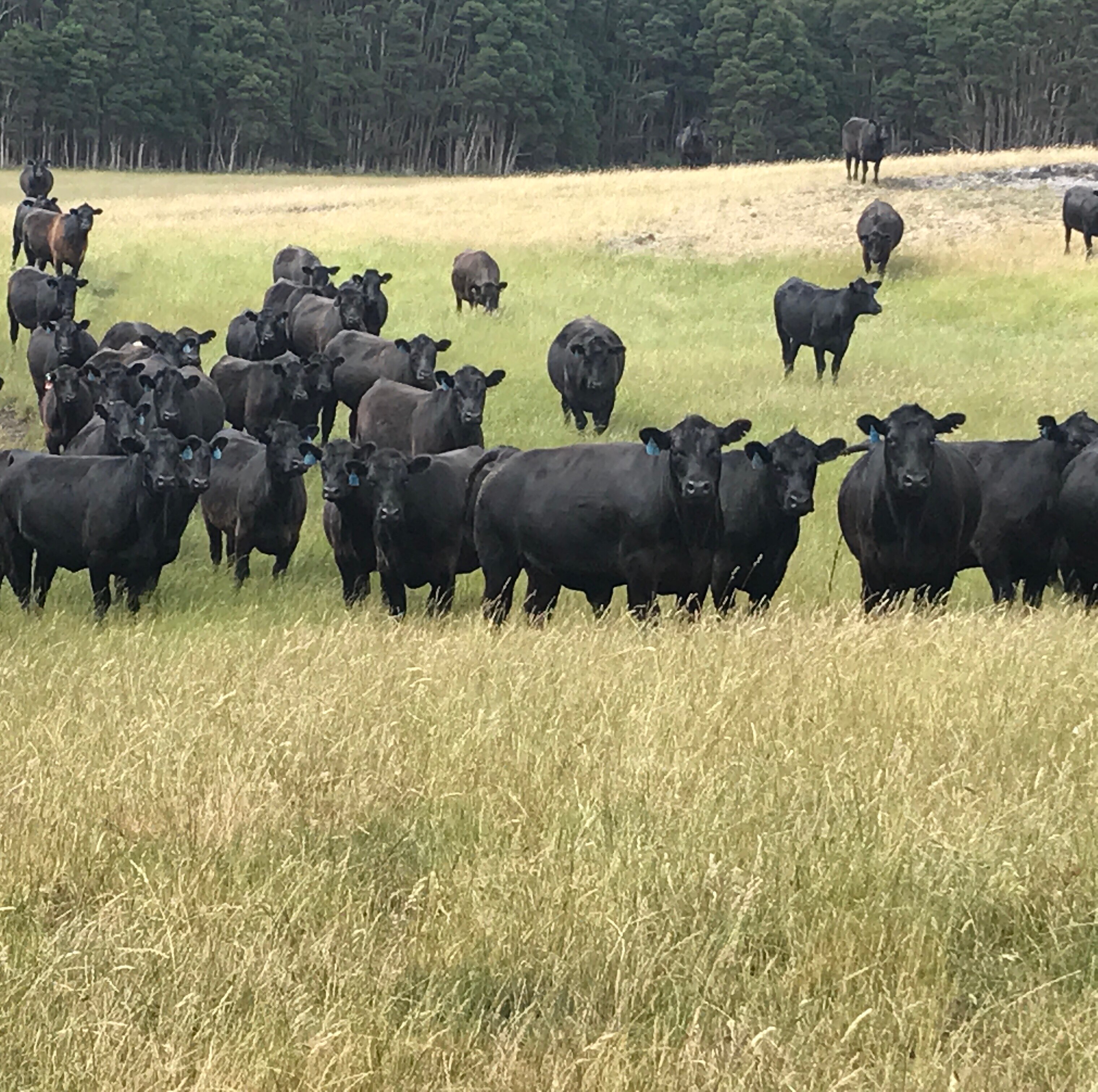 Huge growth in Australia's cattle herd - ABC listen