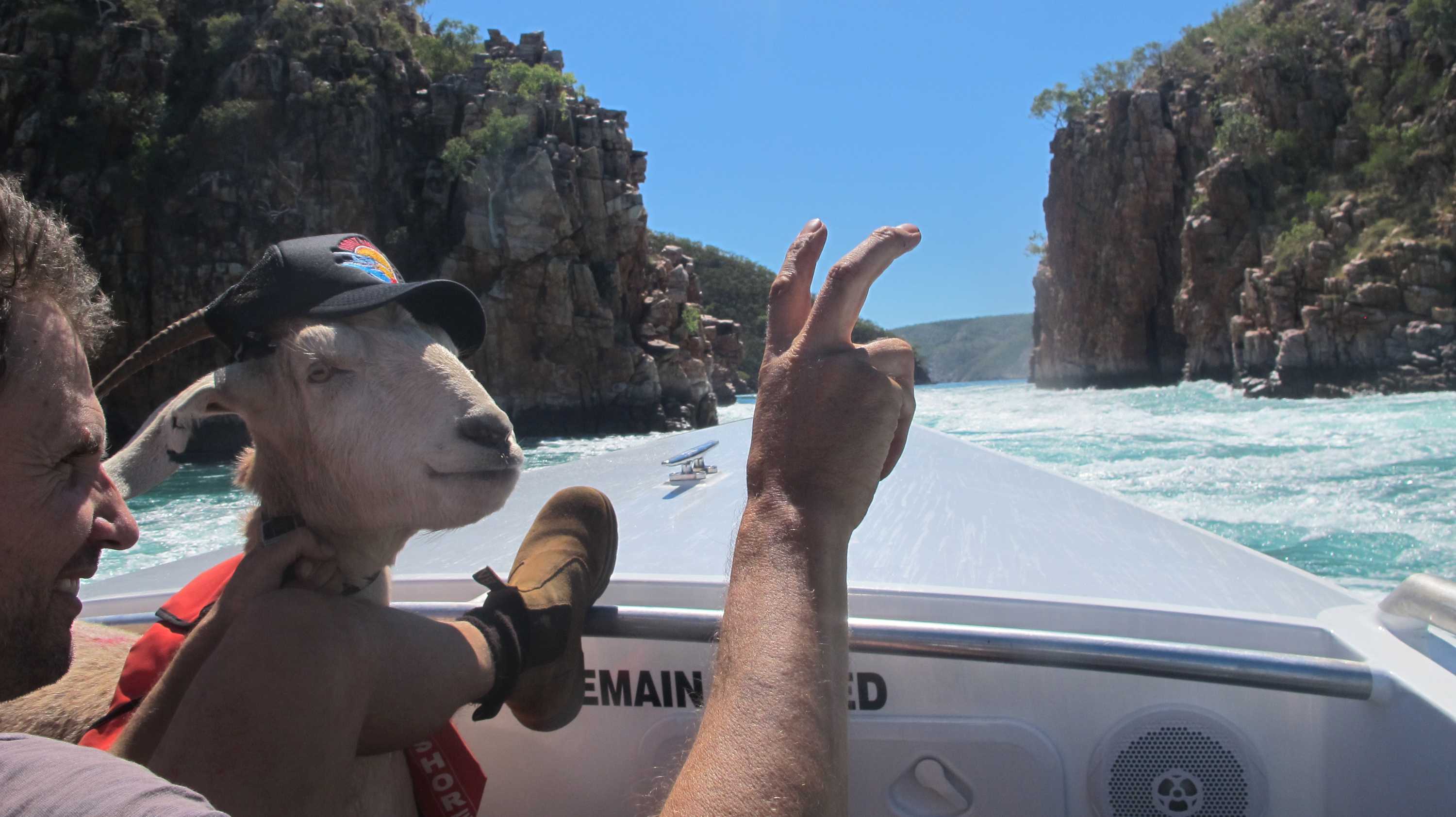 Gary the goat flies in sea plane to Horizontal Falls, takes speed boat ...