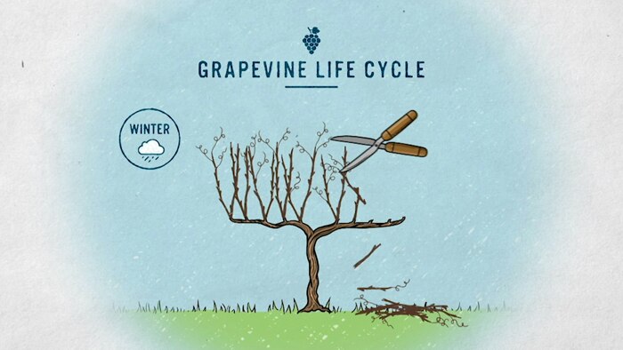 Pruning and Training Grapes - Gardening Australia